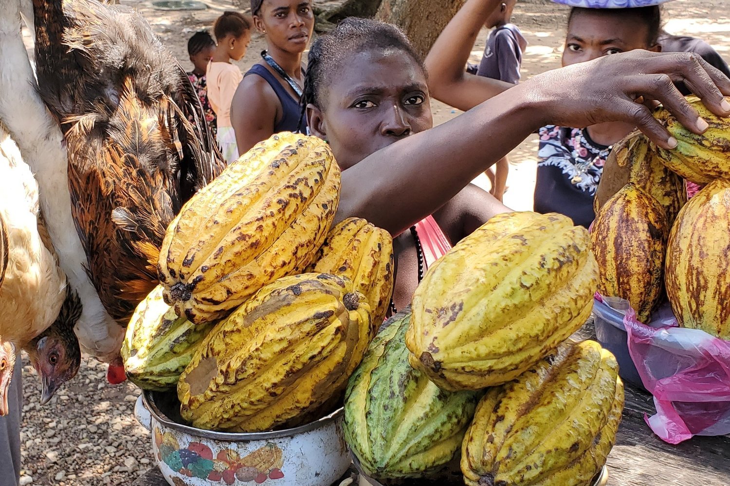 Liberia Premium Cocoa Buyer Engagement Guide – Grow 2 | Liberia