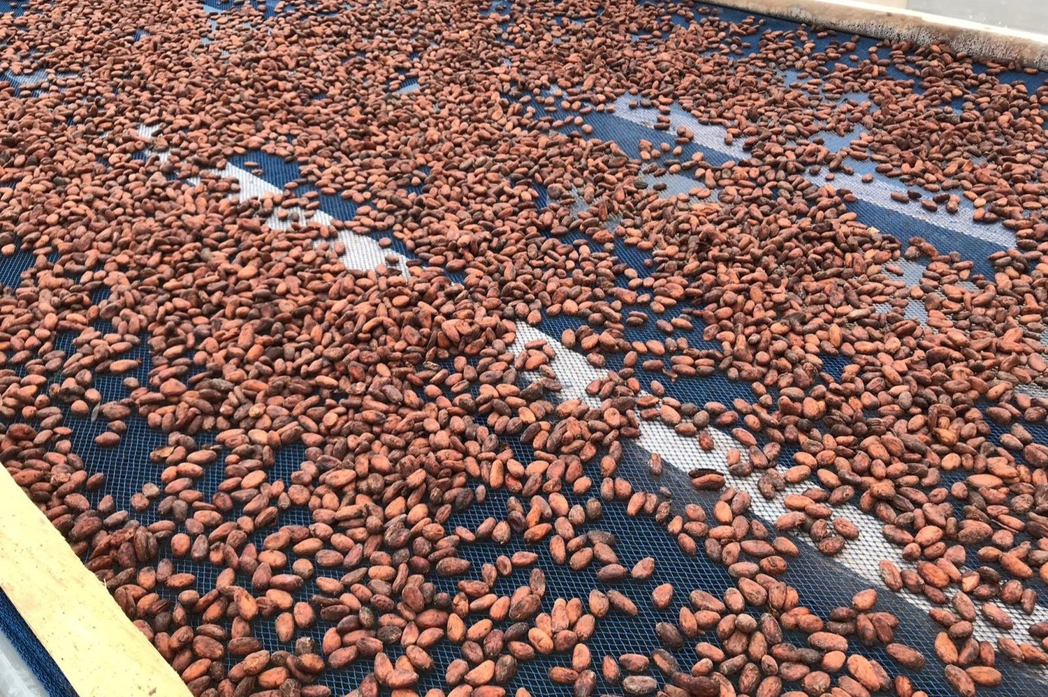 Learning from Other Contexts: Guidance for Liberia’s Cocoa Industry ...