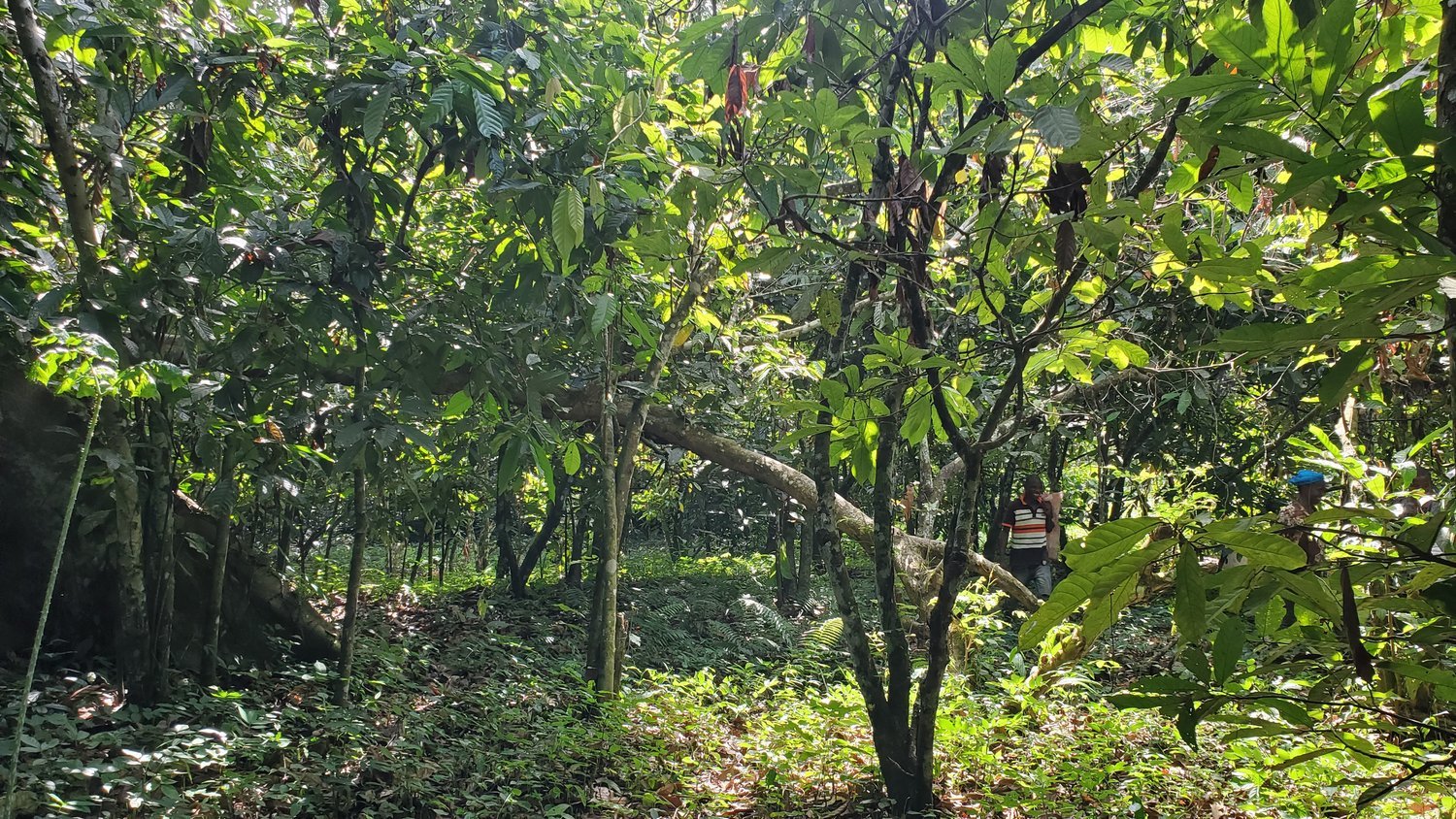 The Power of Women in Cocoa – Grow 2 | Liberia