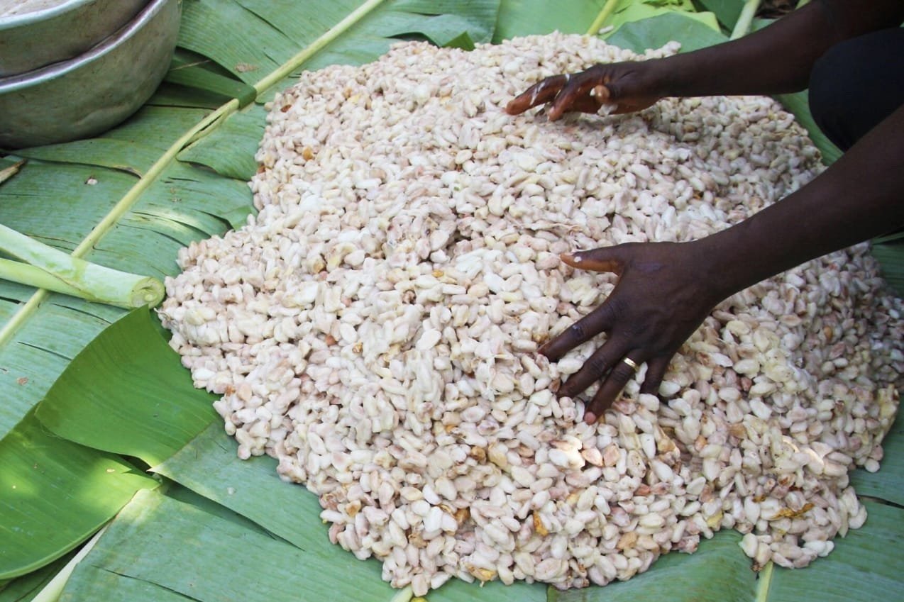 Liberia Must Take a New Cocoa Sector Management Path – Grow 2 | Liberia