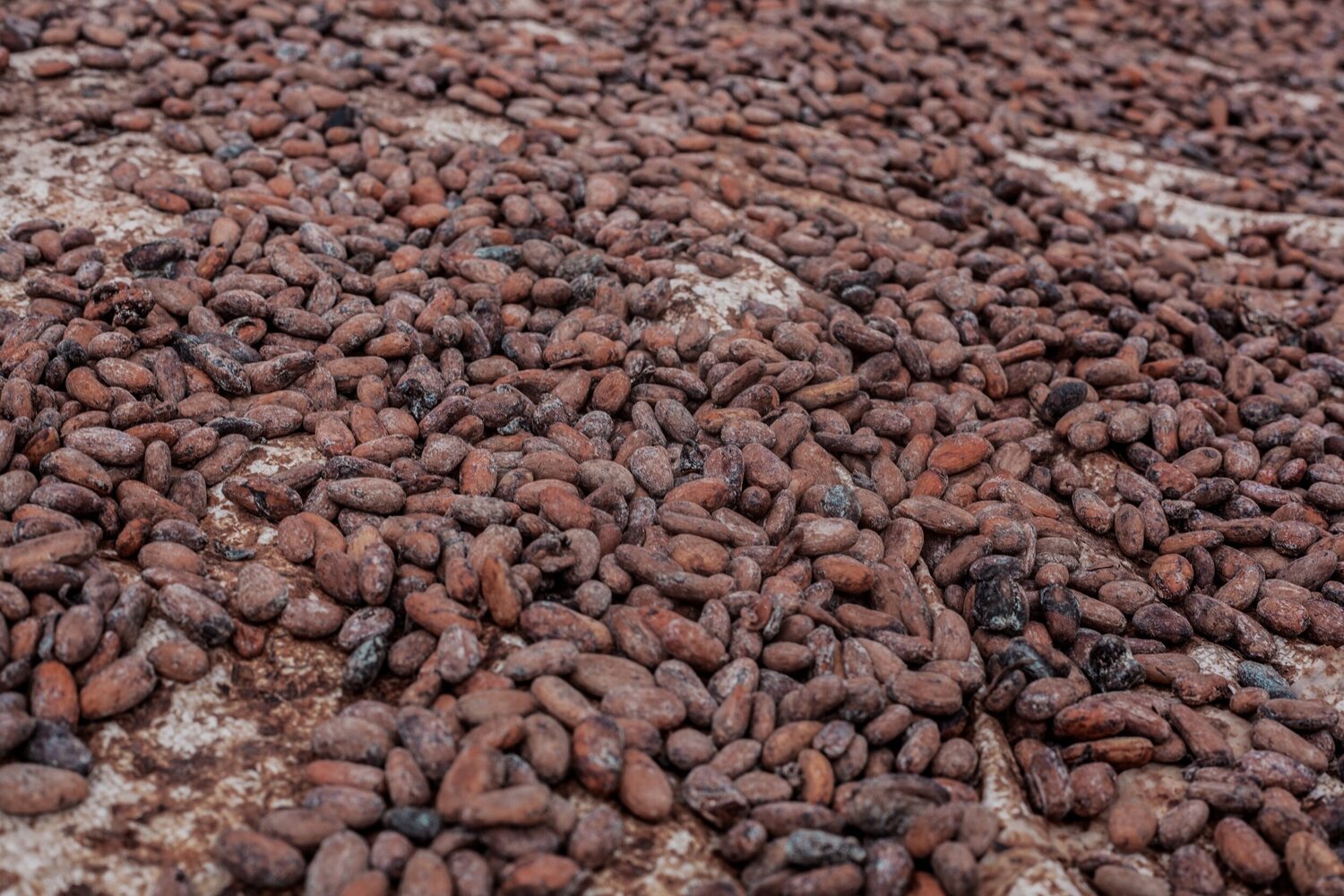 Explaining Cocoa Quality – Grow 2 | Liberia