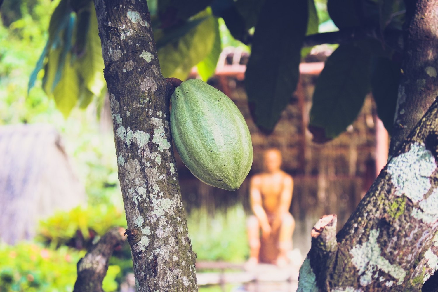 Recommendations for Liberia’s Cocoa Sector Governance – Grow 2 | Liberia